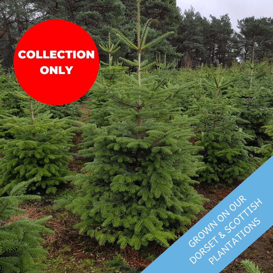 Value Nordman Fir - Trinity Street Christmas Trees | Dorset
