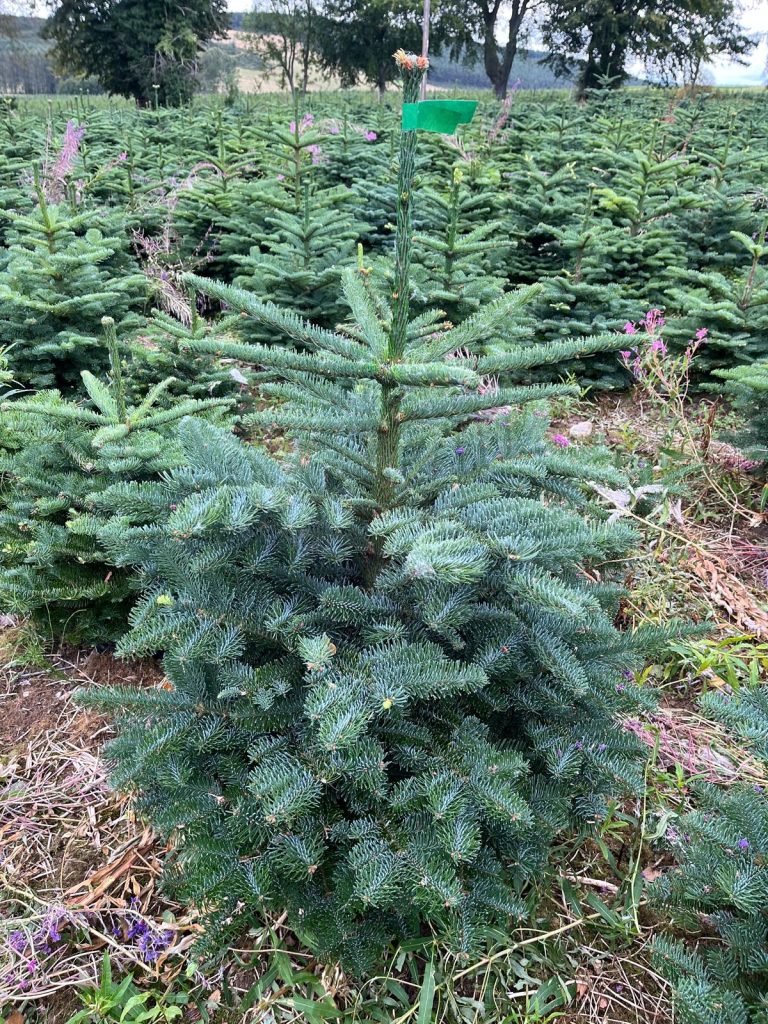 Pot Grown Noble Fir - Trinity Street Christmas Trees | Dorset | From £40